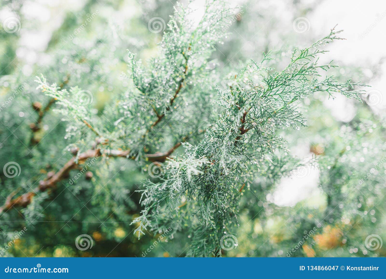 Branches of a Juniper Tree. Stock Image - Image of flower, park: 134866047