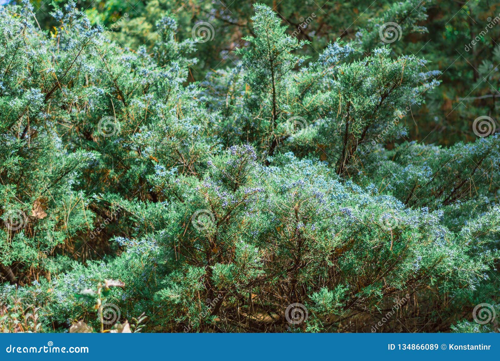 Branches of a Juniper Tree. Stock Image - Image of foliage, natural ...