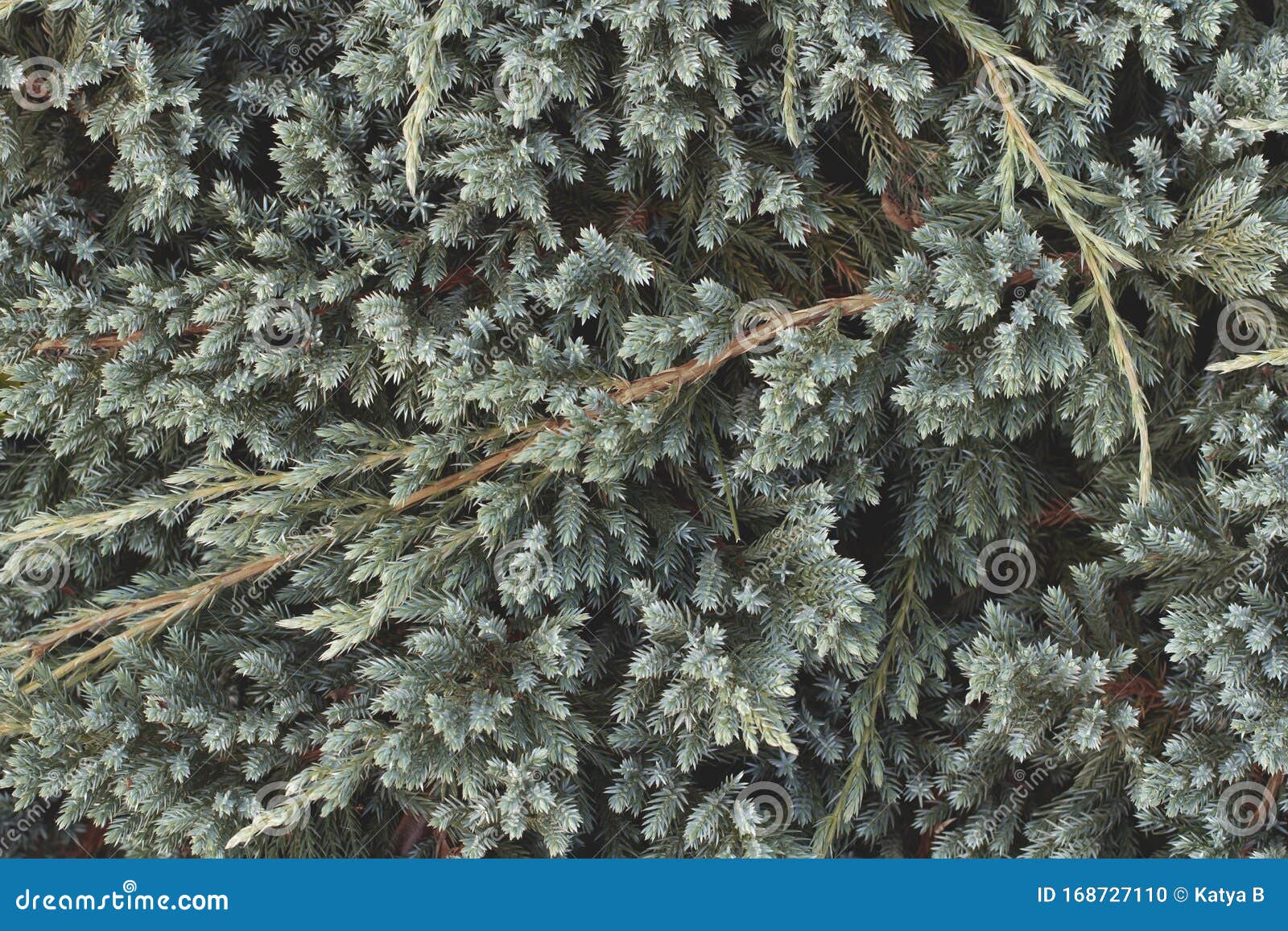 Branches Of Juniperus Squamata Flaky Juniper Or Himalayan Juniper ...