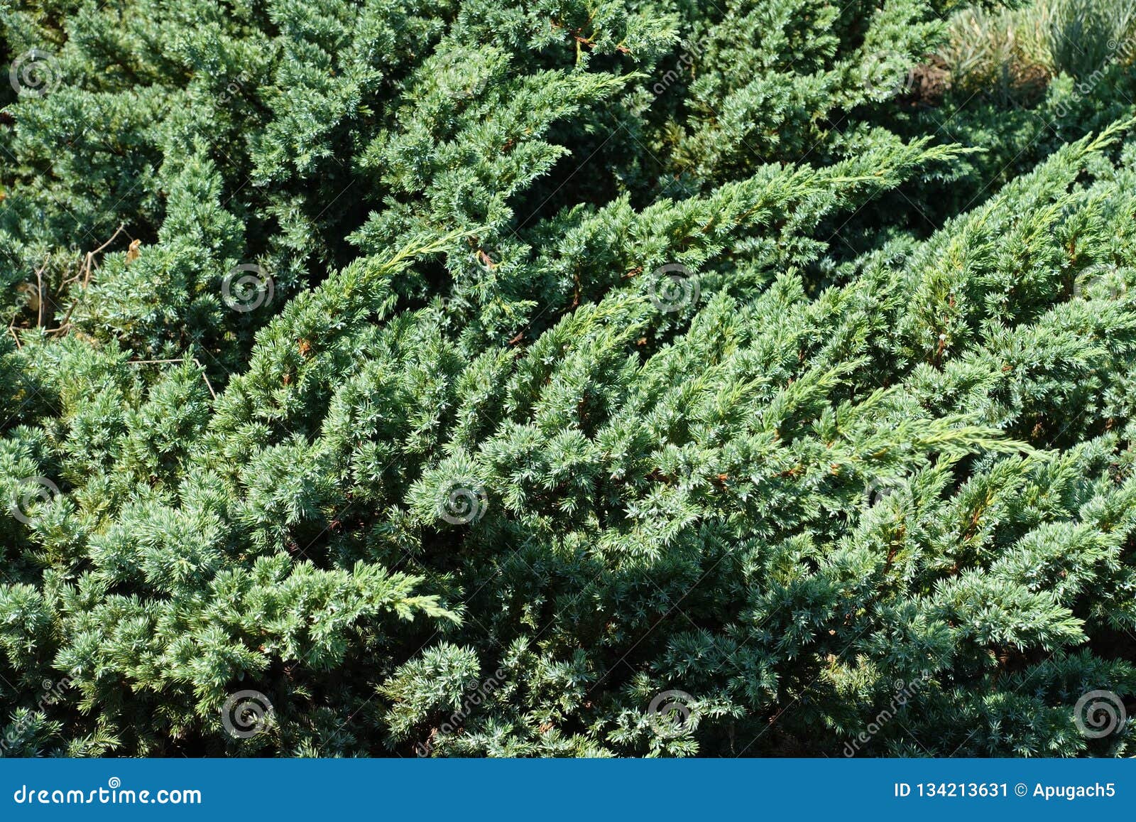 Branches Of Juniperus Squamata Flaky Juniper Or Himalayan Juniper ...