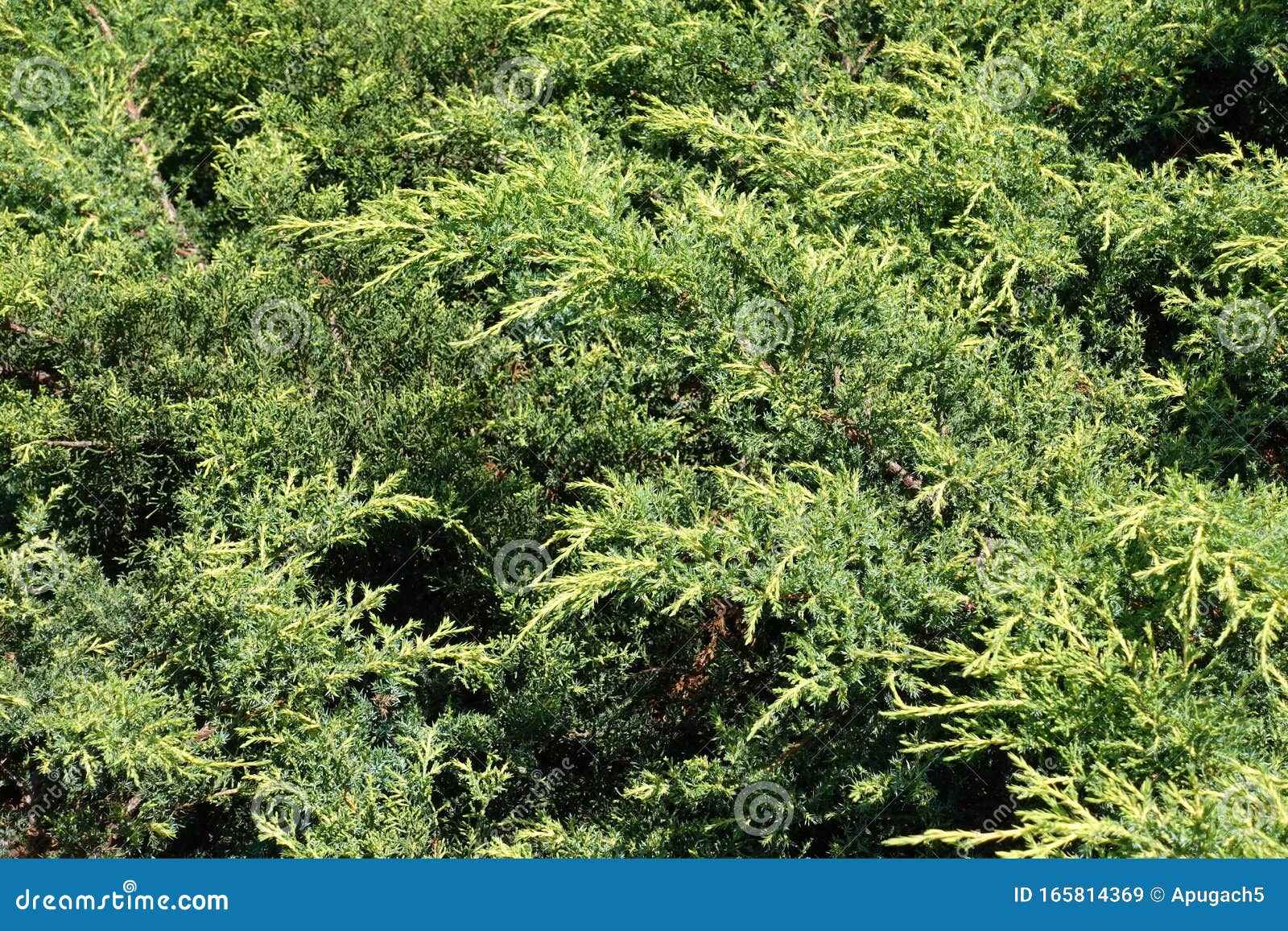 Branches Of Juniperus Squamata Flaky Juniper Or Himalayan Juniper ...