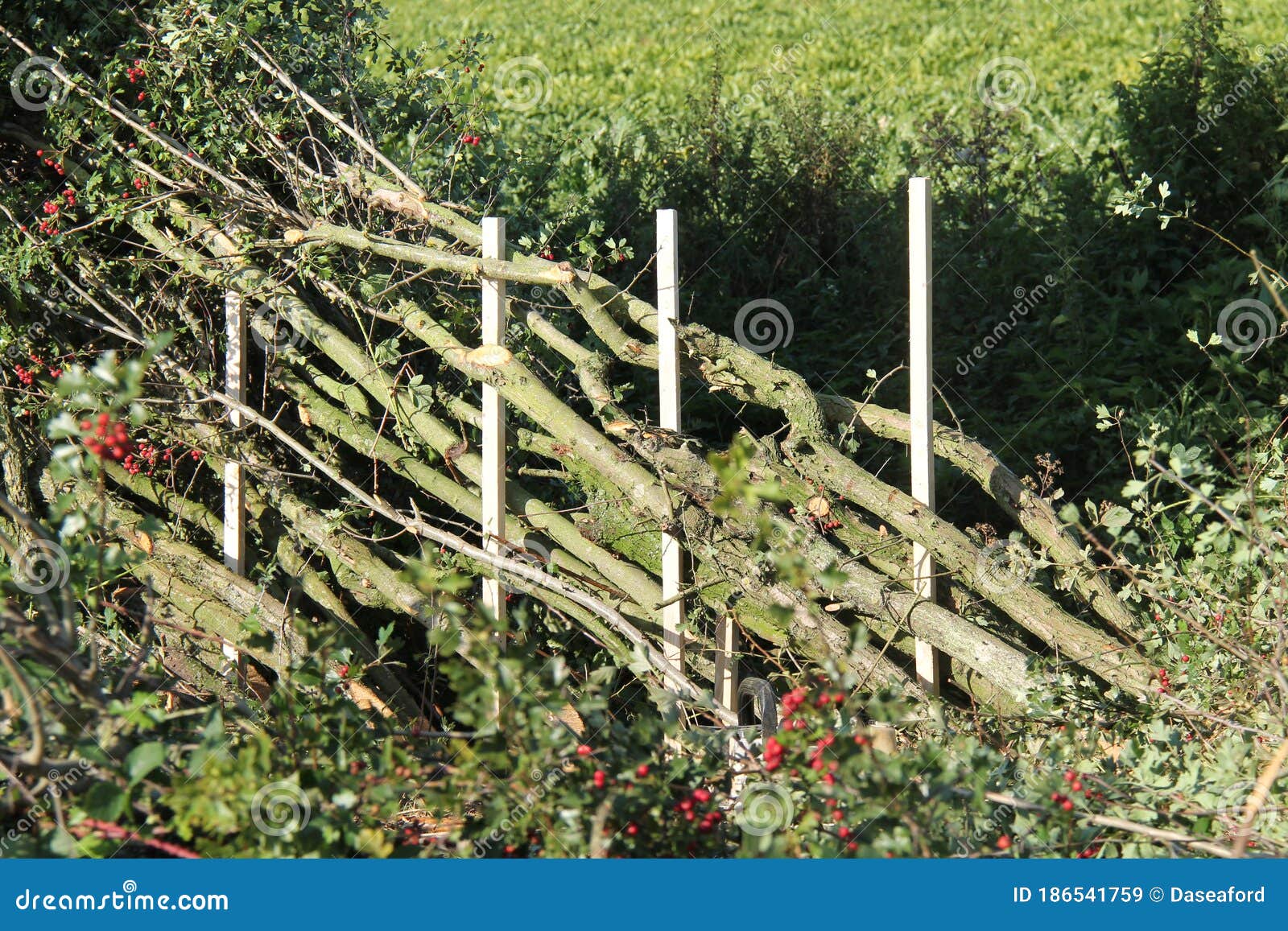 Hedge Laying. stock image. Image of hedge, forest, rural - 186541759