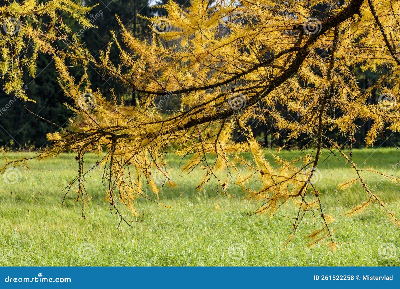 Branches of Larch Tree in Autumn Stock Photo - Image of grass, october ...
