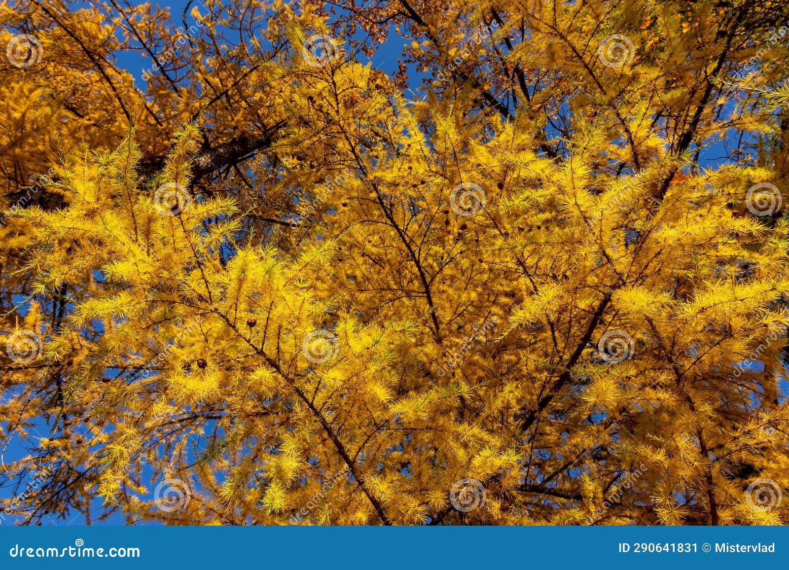 Branches of Larch Tree in Autumn Stock Image - Image of green, october ...