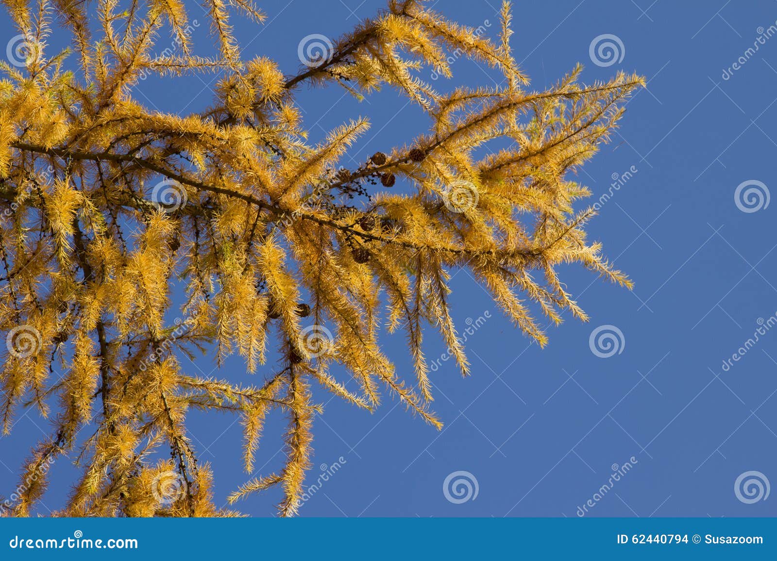 Branches of a Larch Tree in Autumnal Colors Stock Photo - Image of ...