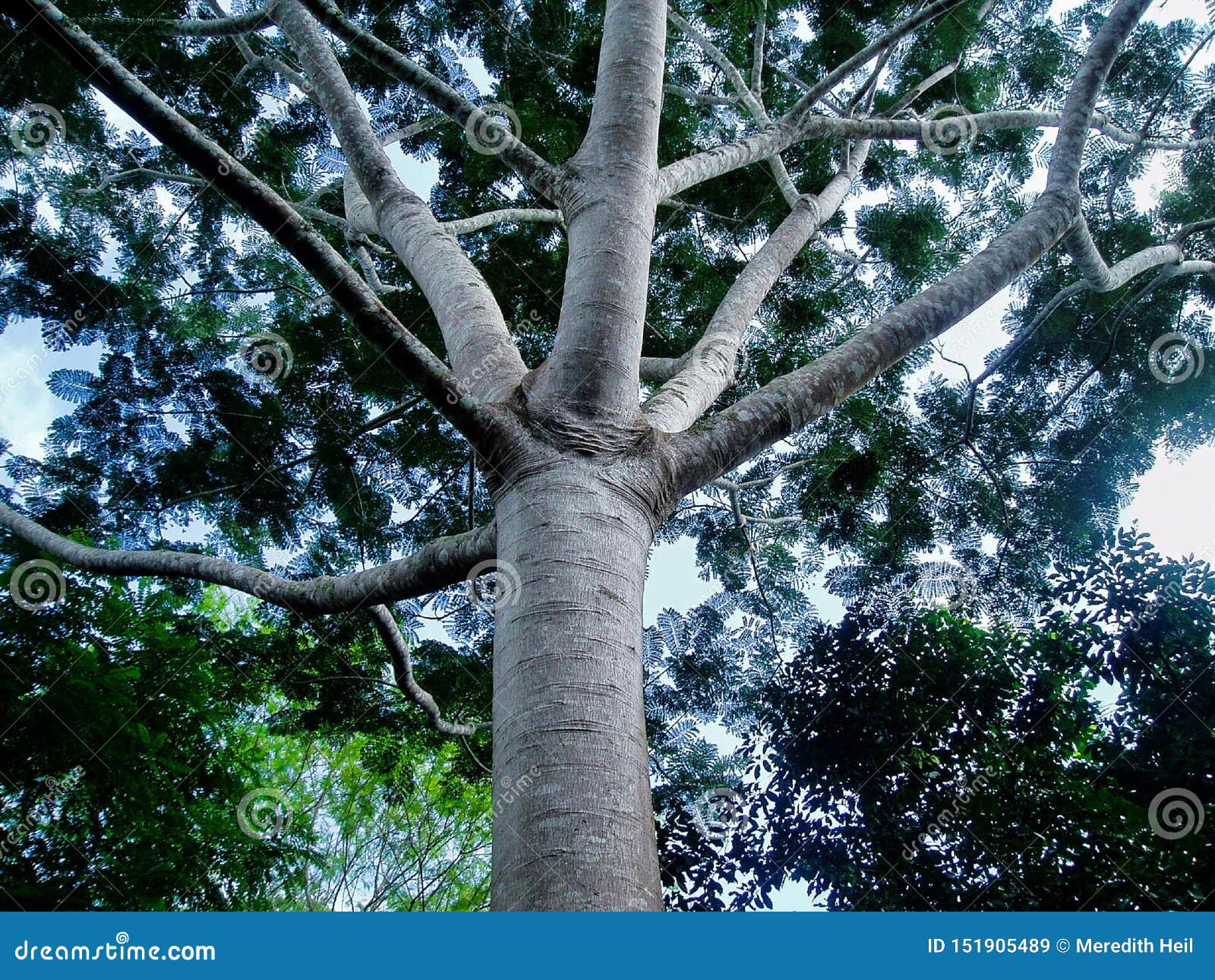 Branches of a Large Ceiba Tree Stock Image - Image of rain, green ...