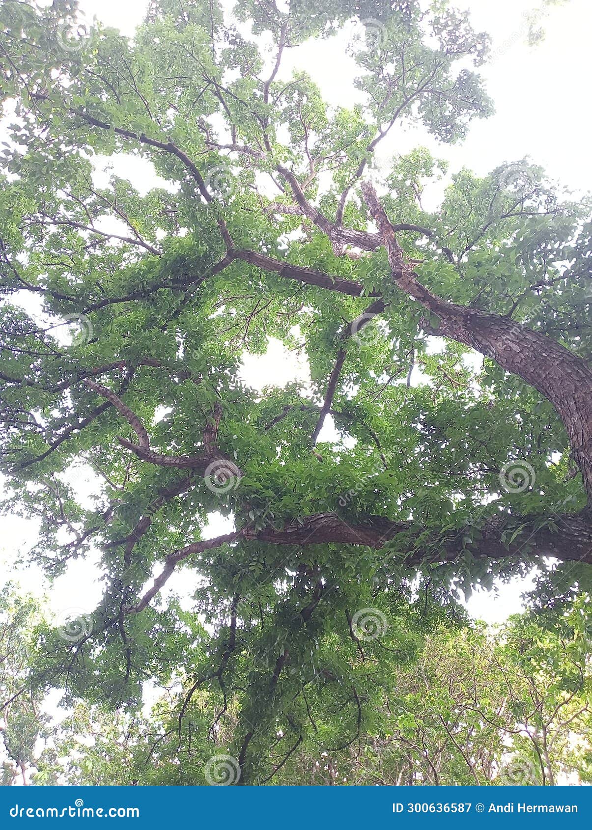 Large Tree Branches that are Wide and Shady Stock Image - Image of ...