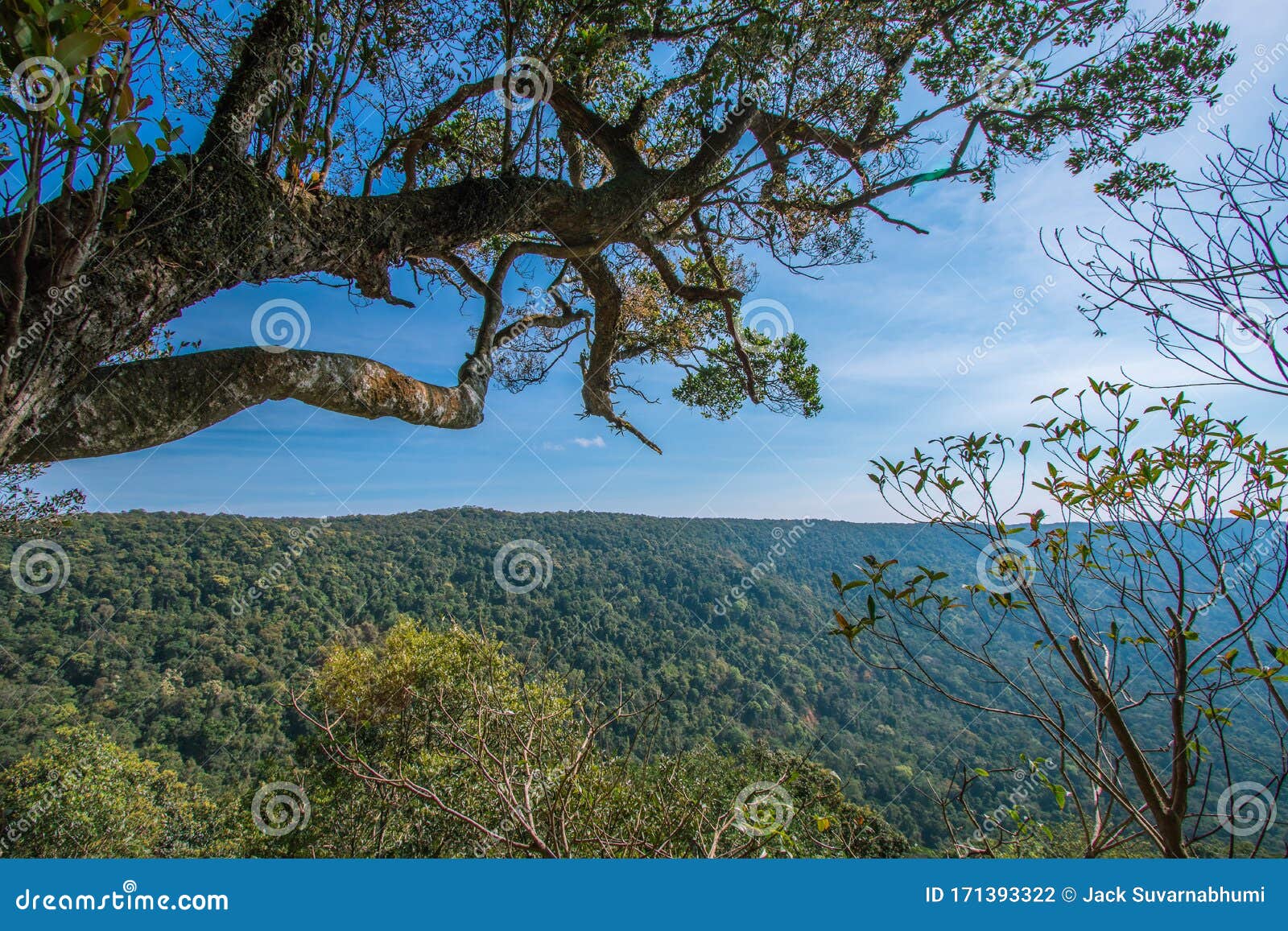 The Branches of a Large Tree and the Mountain Behind Stock Photo ...