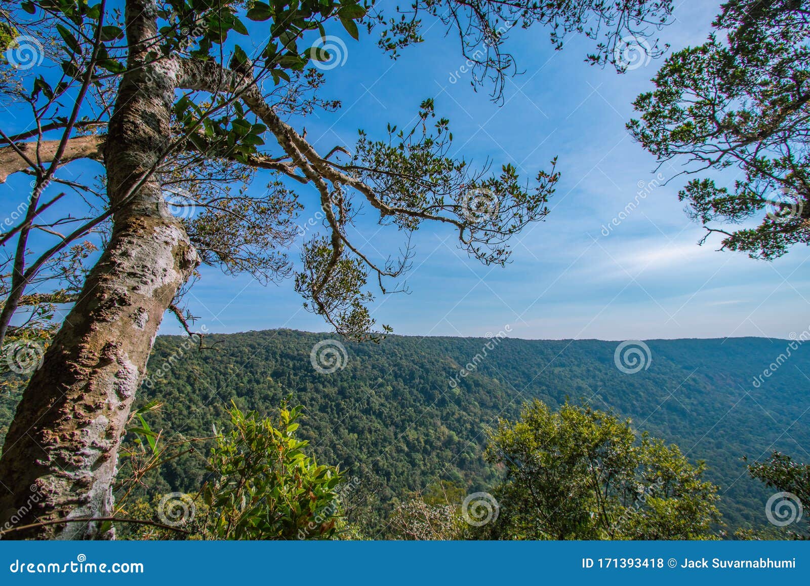The Branches of a Large Tree and the Mountain Behind Stock Photo ...
