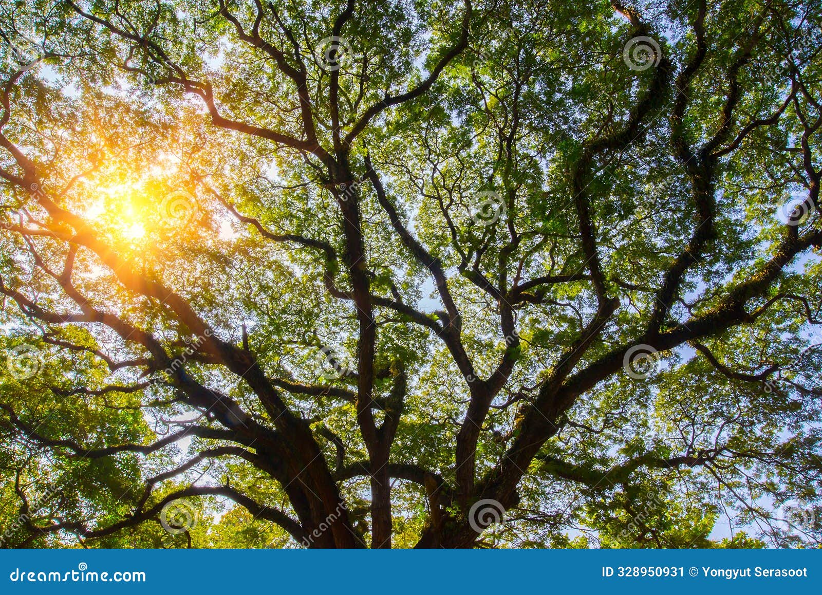The Branches of a Large Tree with Sunlight Stock Image - Image of ...