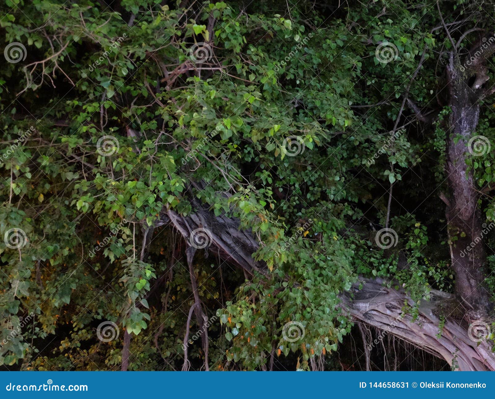 Branches of a Large Tropical Tree, Night Time Stock Image - Image of ...