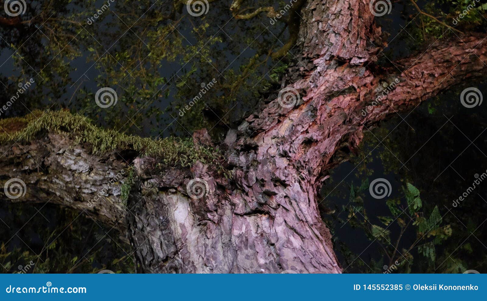 Branches of a Large Tropical Tree, Night Time Stock Image - Image of ...