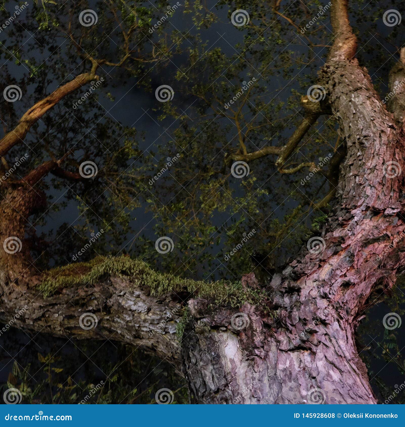 Branches of a Large Tropical Tree, Night Time Stock Photo - Image of ...