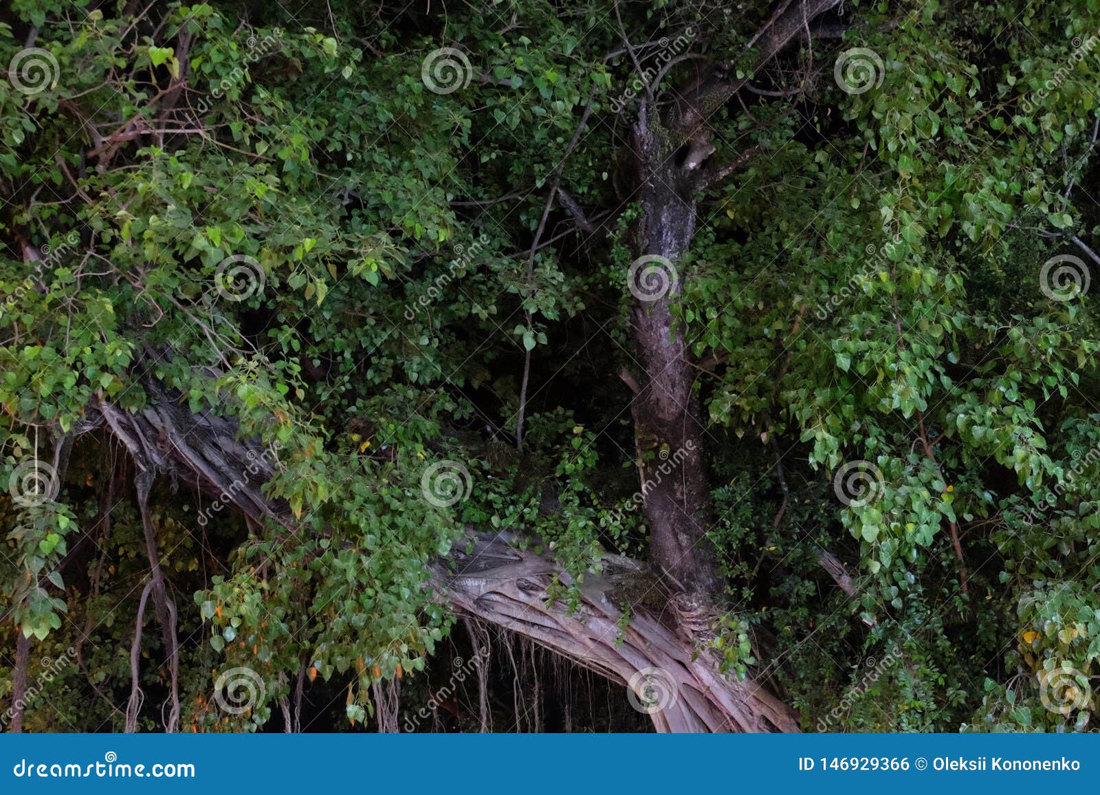 Branches of a Large Tropical Tree, Night Time Stock Photo - Image of ...