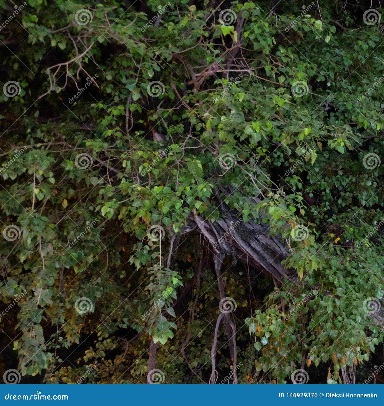 Branches of a Large Tropical Tree, Night Time Stock Photo - Image of ...