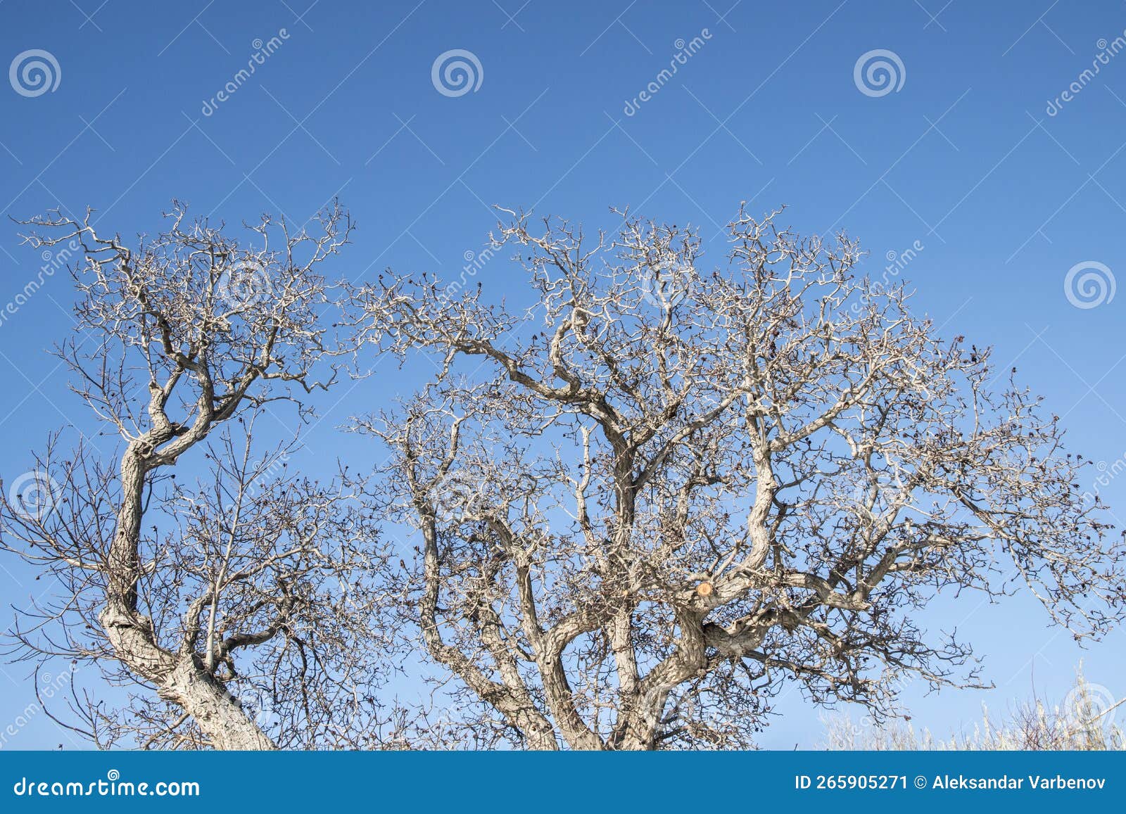 Branches of Large Walnut Tree Stock Image - Image of background ...