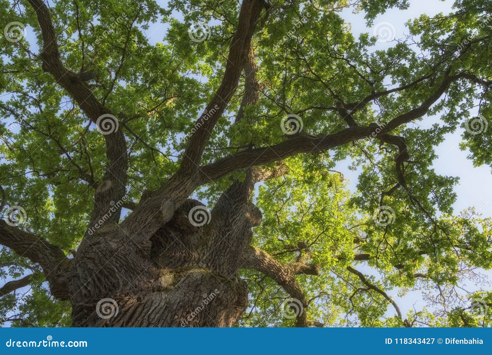 Branches of a Large 500 Year Old Oak Tree Stock Image - Image of ...