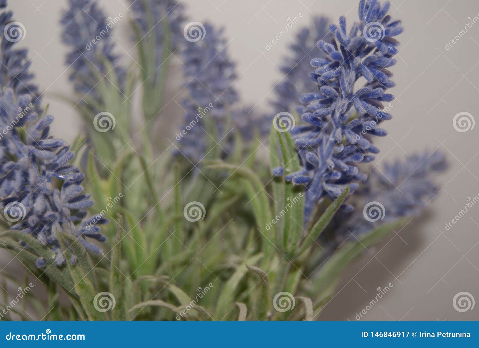 Branches of lavender stock image. Image of spring, plant - 146846917