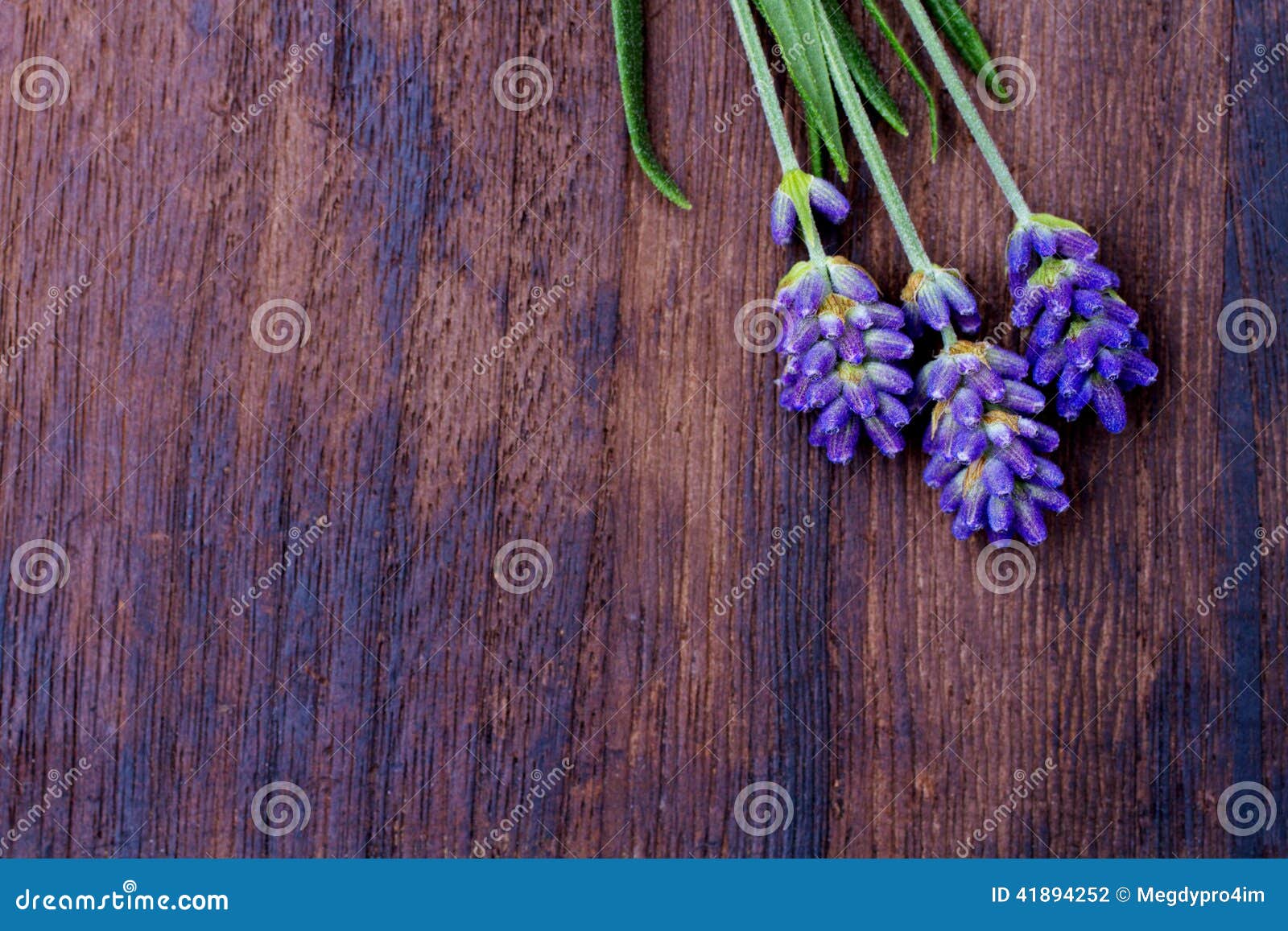 Branches of a lavender stock photo. Image of lavender - 41894252