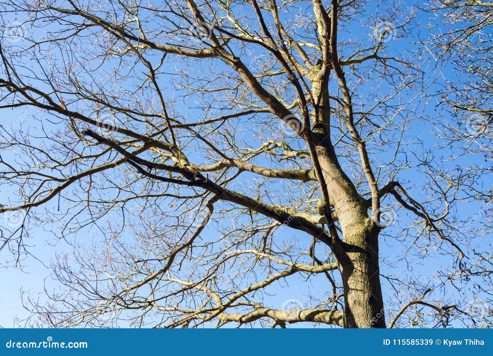 Branches of Leafless Tree Against Blue Sky in Early Spring Stock Image ...