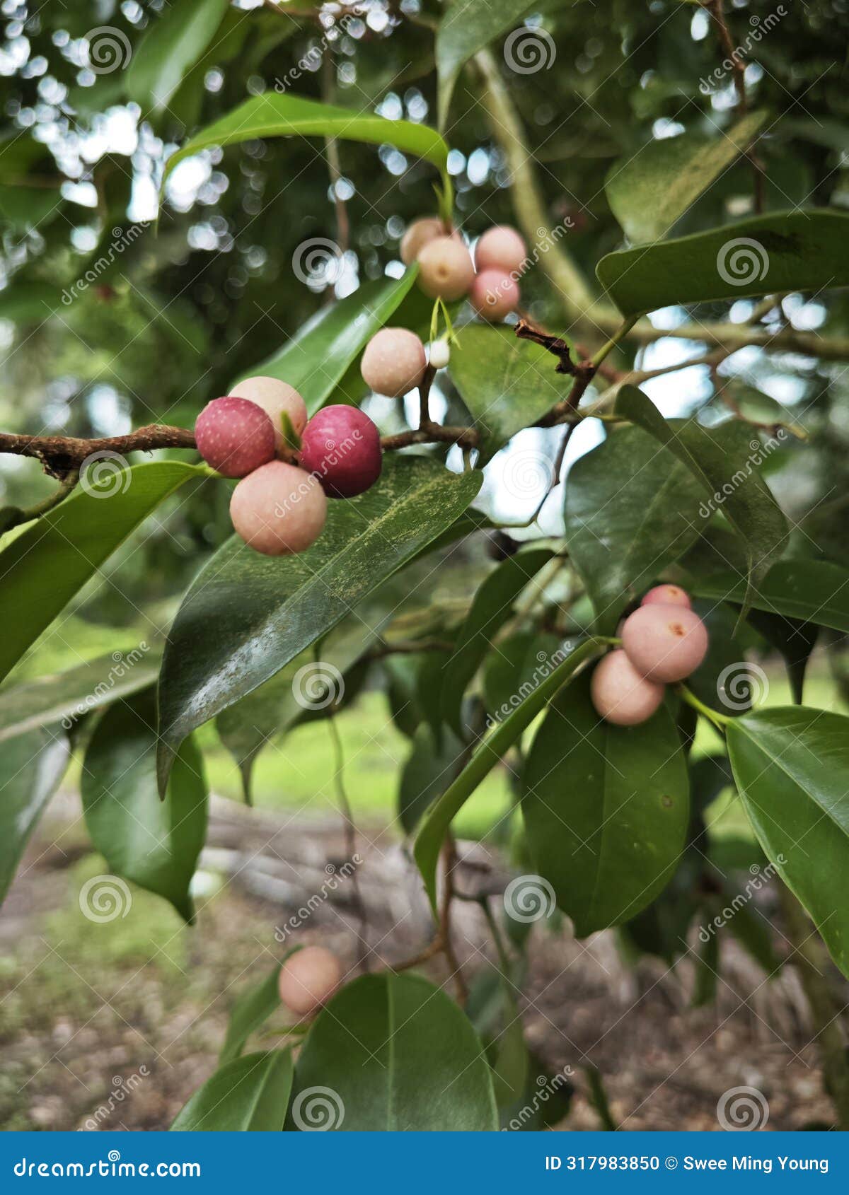 Branches of Leafy Ficus Microcarpa Fruit Tree. Stock Photo - Image of ...