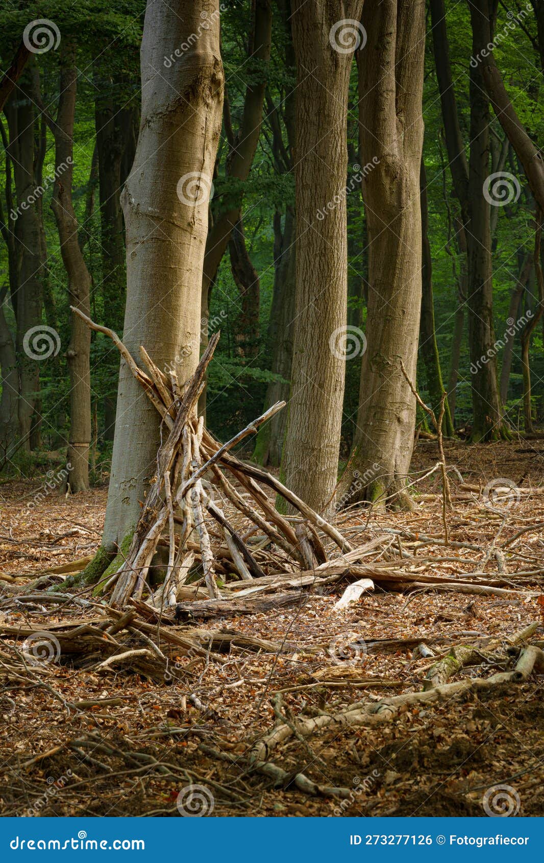 Branches Leaned Up Against the Trunk of a Tree Stock Photo - Image of ...