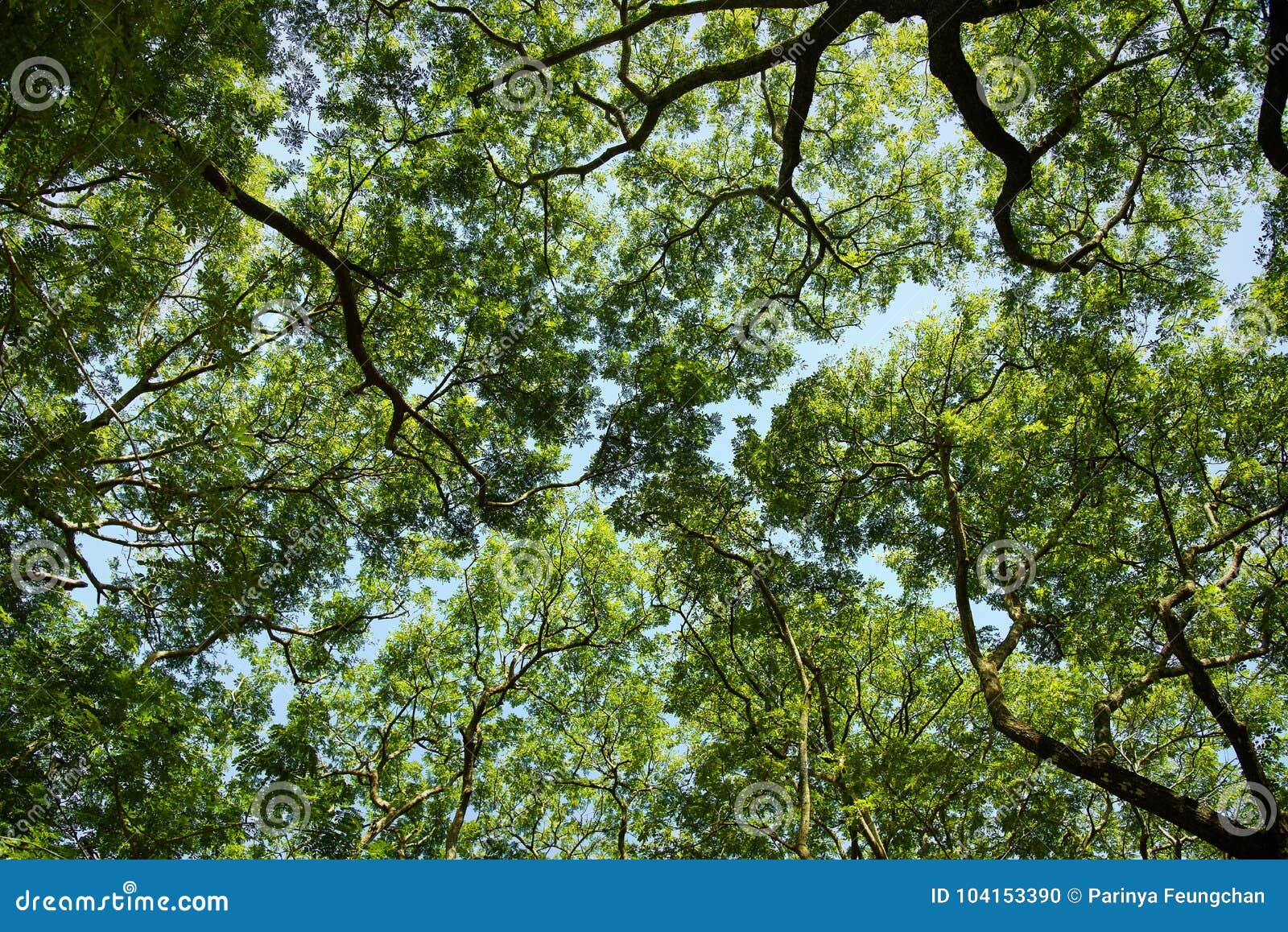Branches and Leaves of Big Tree : Up View Stock Photo - Image of ...