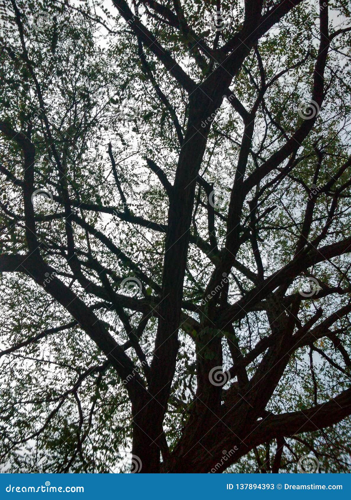 Branches and leaves stock image. Image of details, circle - 137894393