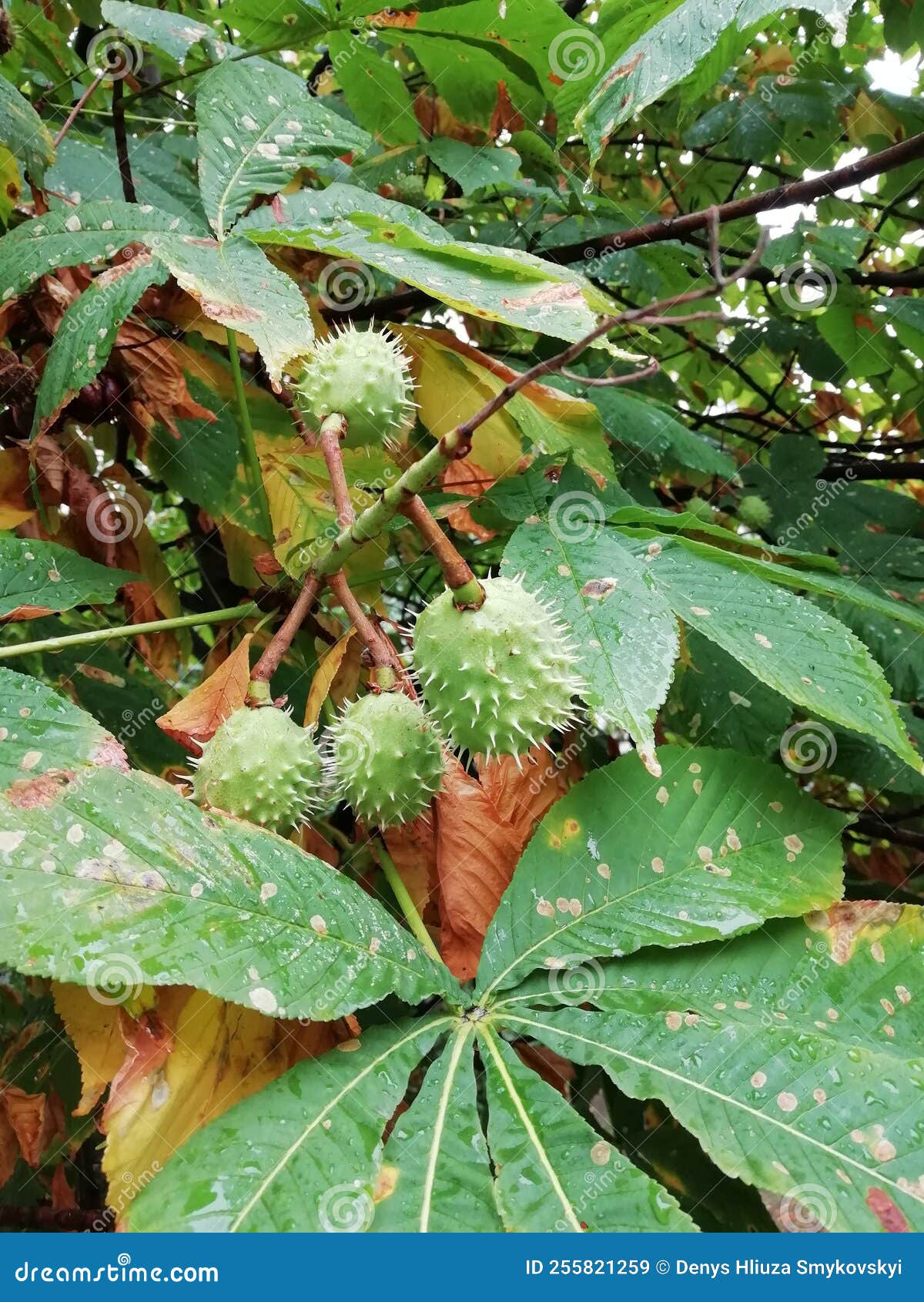 Branches and Leaves of Chestnut Stock Image - Image of chestnut ...