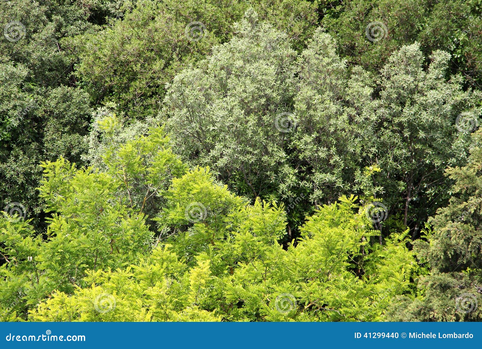 Branches and Leaves of Different Kind of Trees Stock Photo - Image of ...