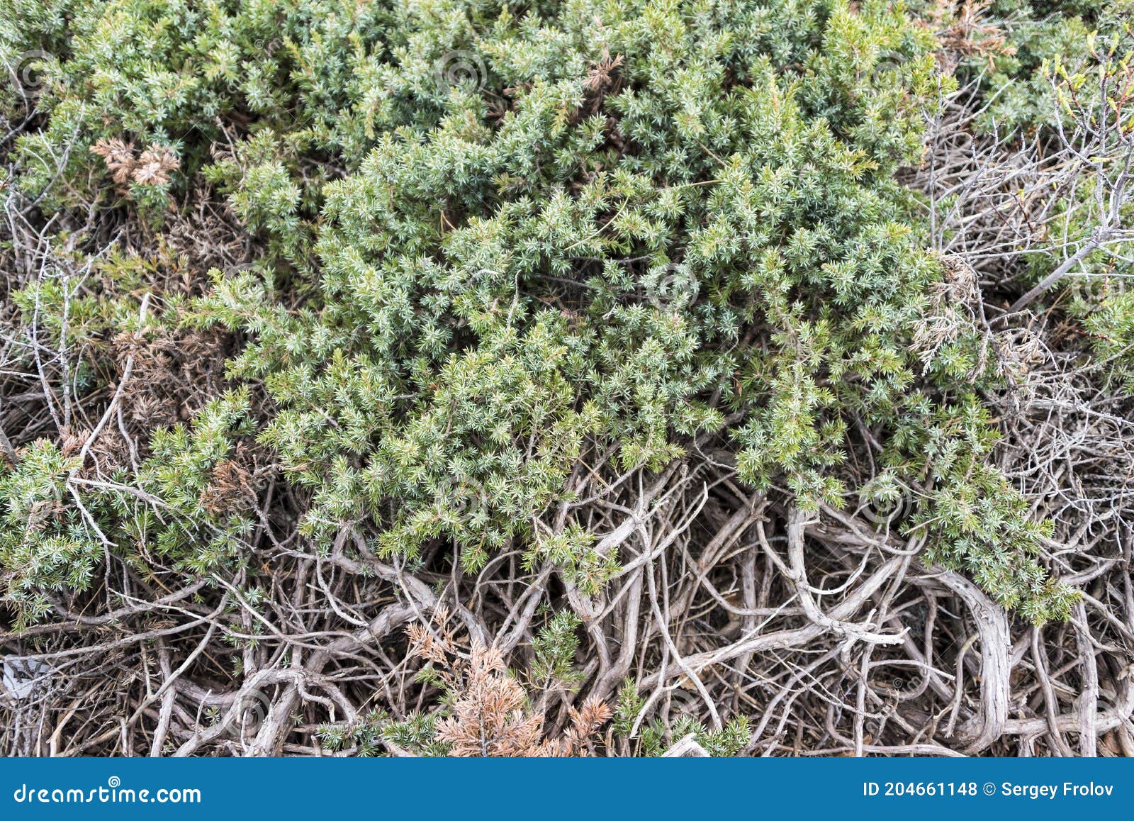 Branches and Leaves of Juniper Bush Spread on the Ground Stock Photo ...