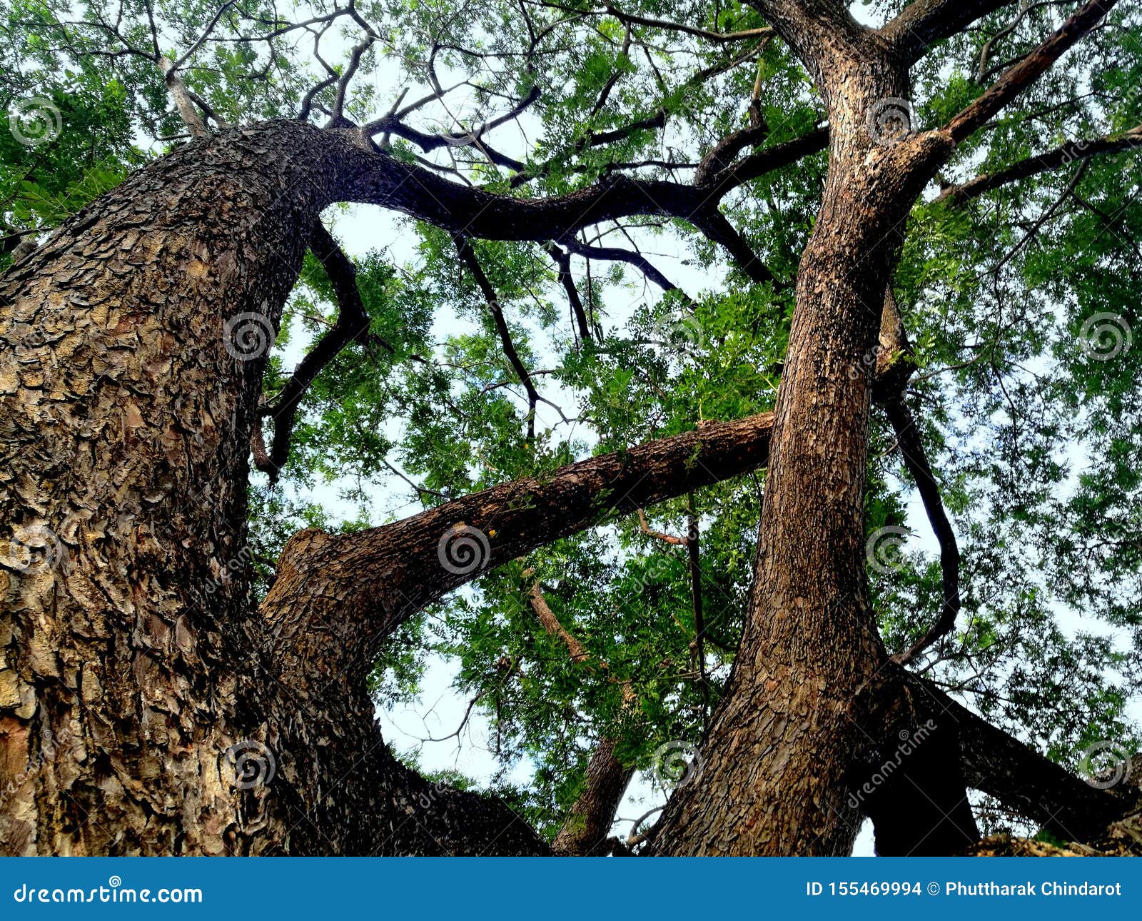 Branches and Leaves of Old Big Tree Upward Angle Stock Photo - Image of ...