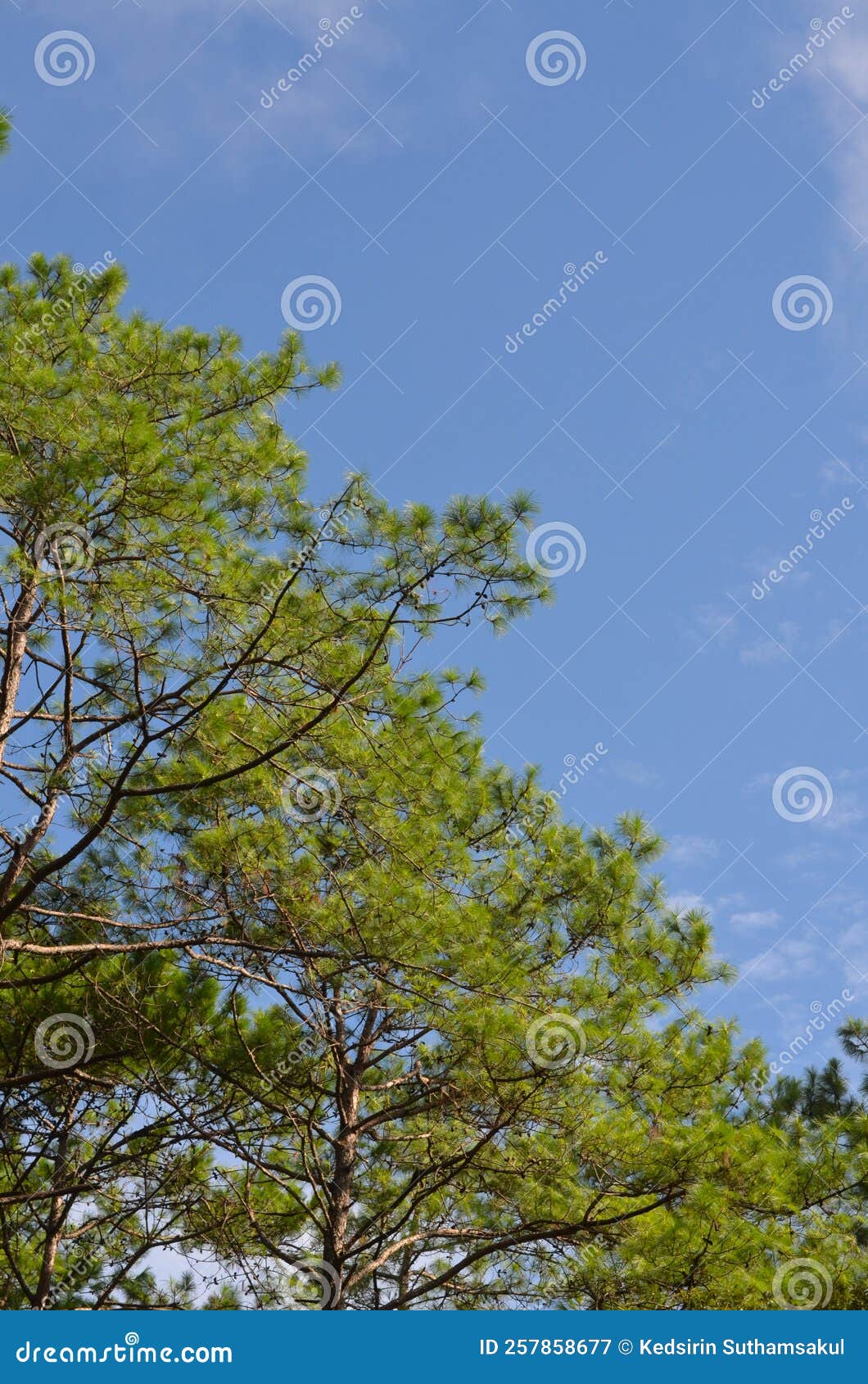 Branches and Leaves of Pine with Cloud Sky Stock Image - Image of rural ...