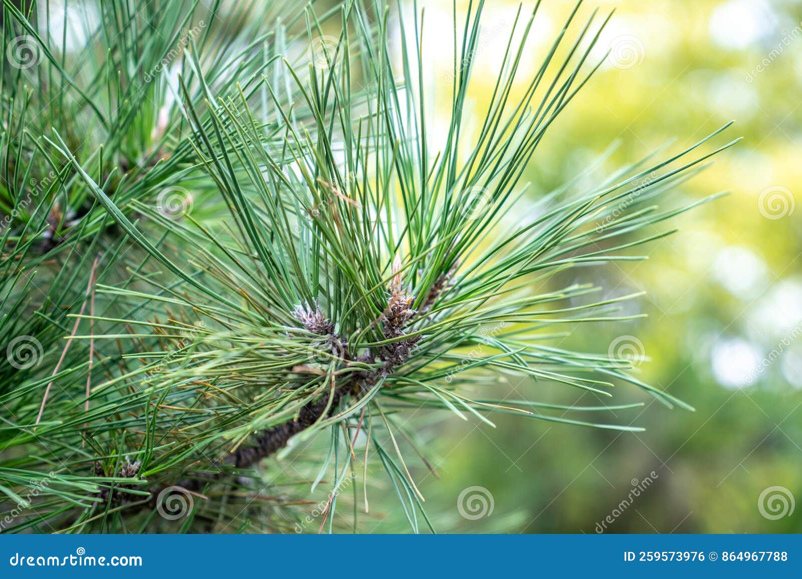A Pine Needle in an Outdoor Pine Tree Stock Photo - Image of nature ...