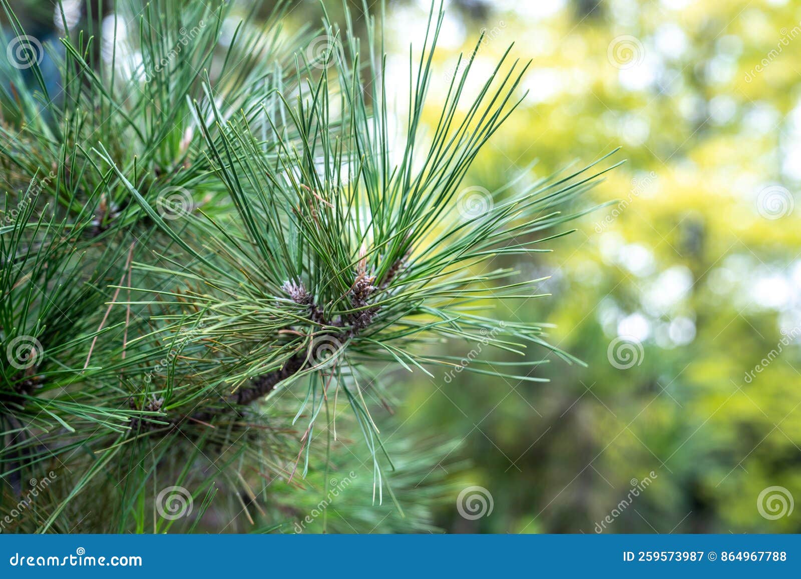 A Pine Needle in an Outdoor Pine Tree Stock Image - Image of nature ...