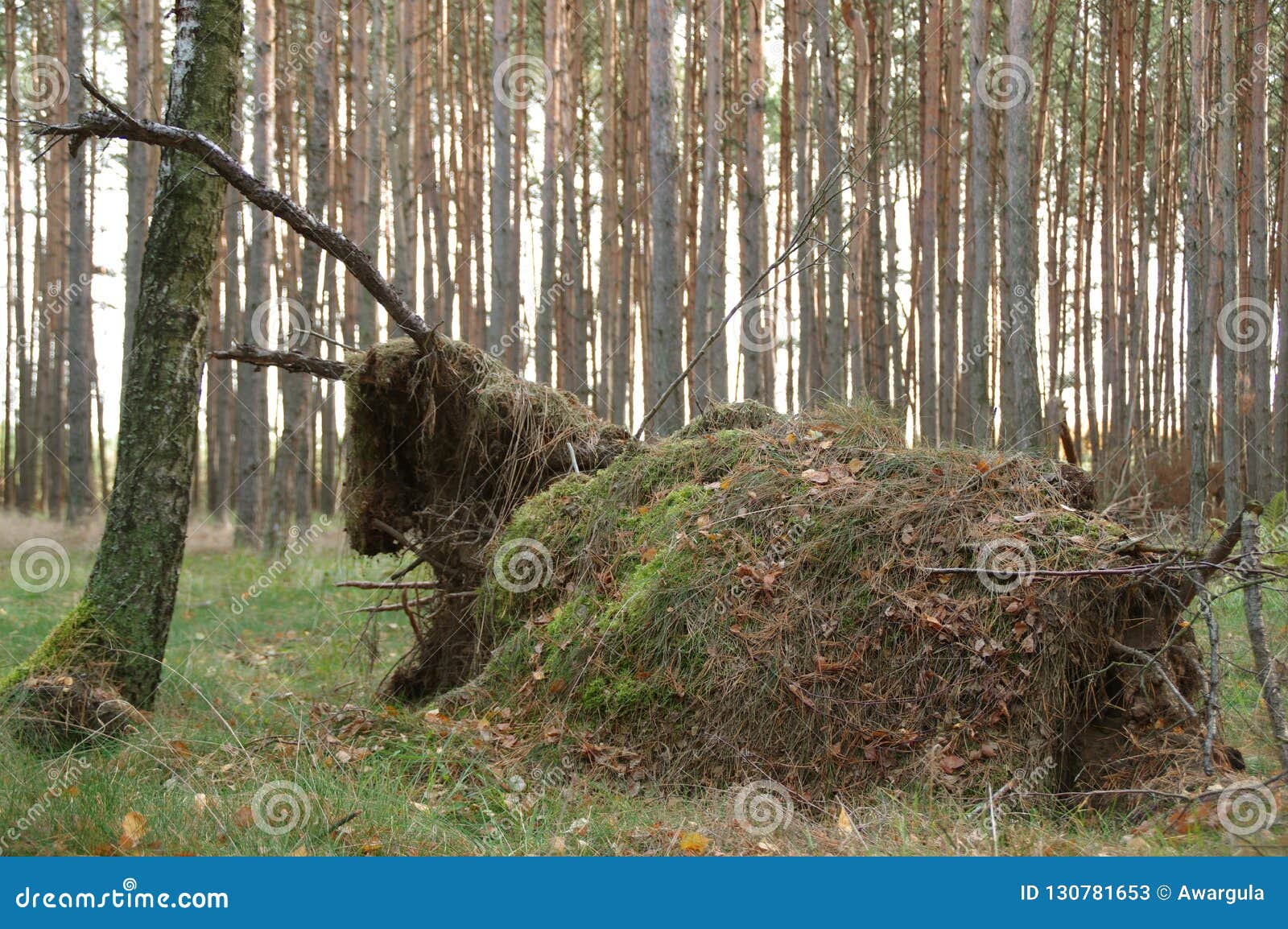 Shape of a deer stock image. Image of branches, grass - 130781653