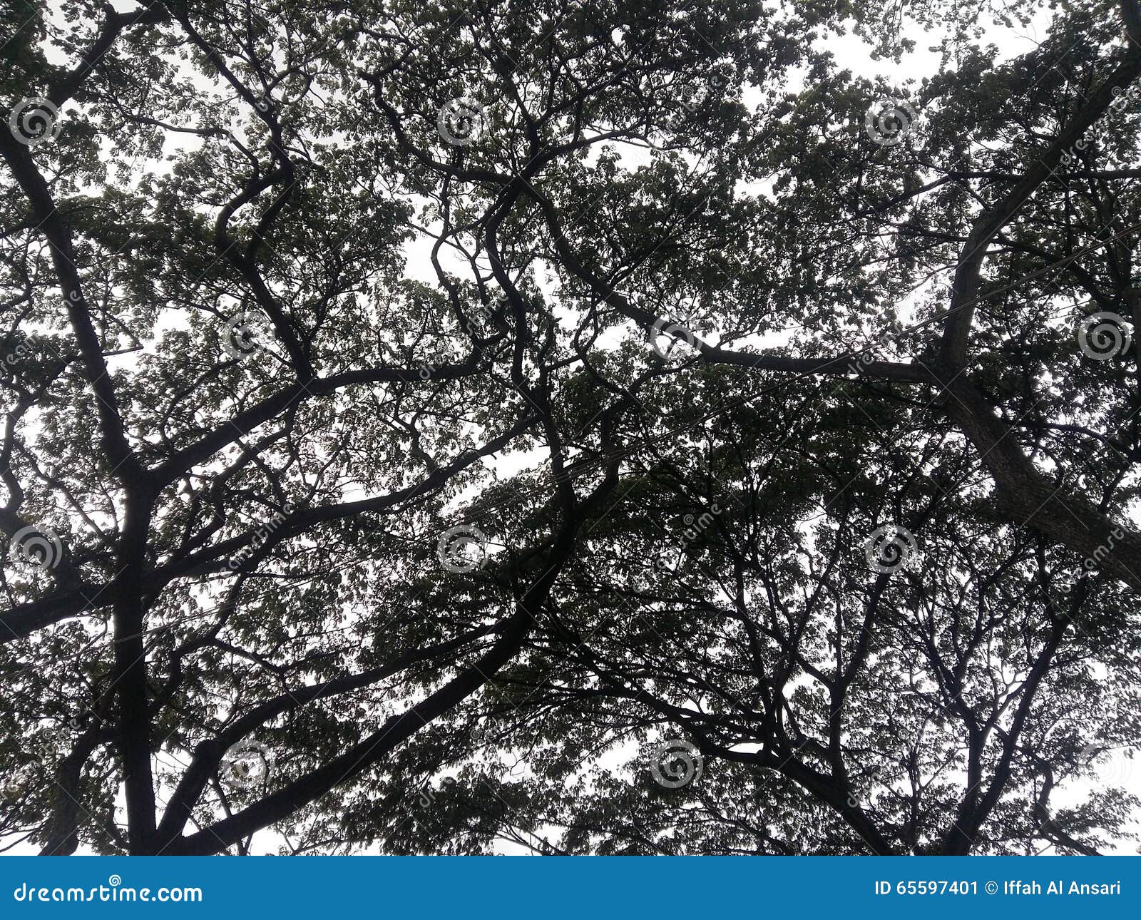 Branches of Leaves stock image. Image of branchesofleaves - 65597401