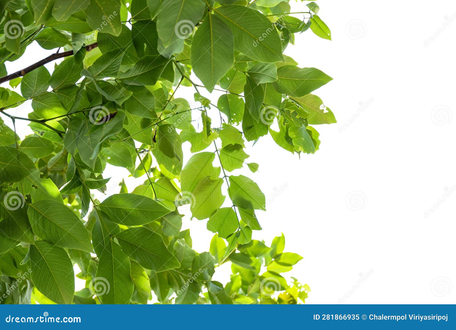 Branches and Leaves of a Tree Isolated on Background. Stock Image ...
