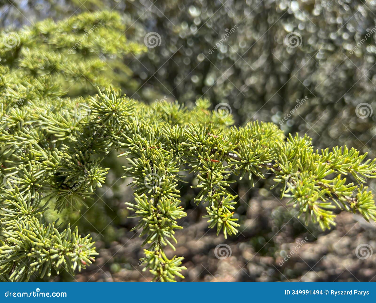 Branches of the Lebanese Cedar, Cedrus Libani Stock Photo - Image of ...