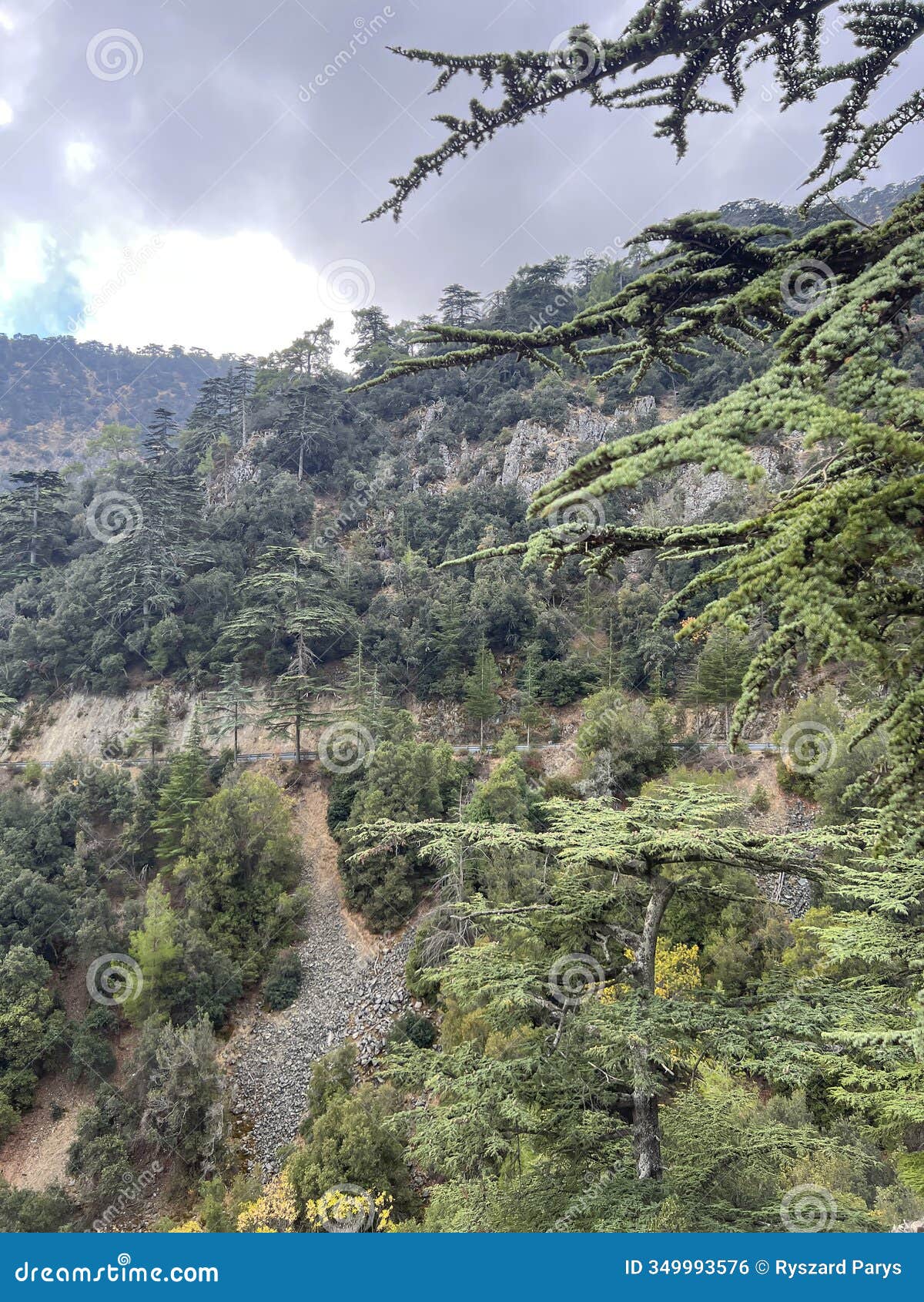 Branches of the Lebanese Cedar, Cedrus Libani Stock Photo - Image of ...