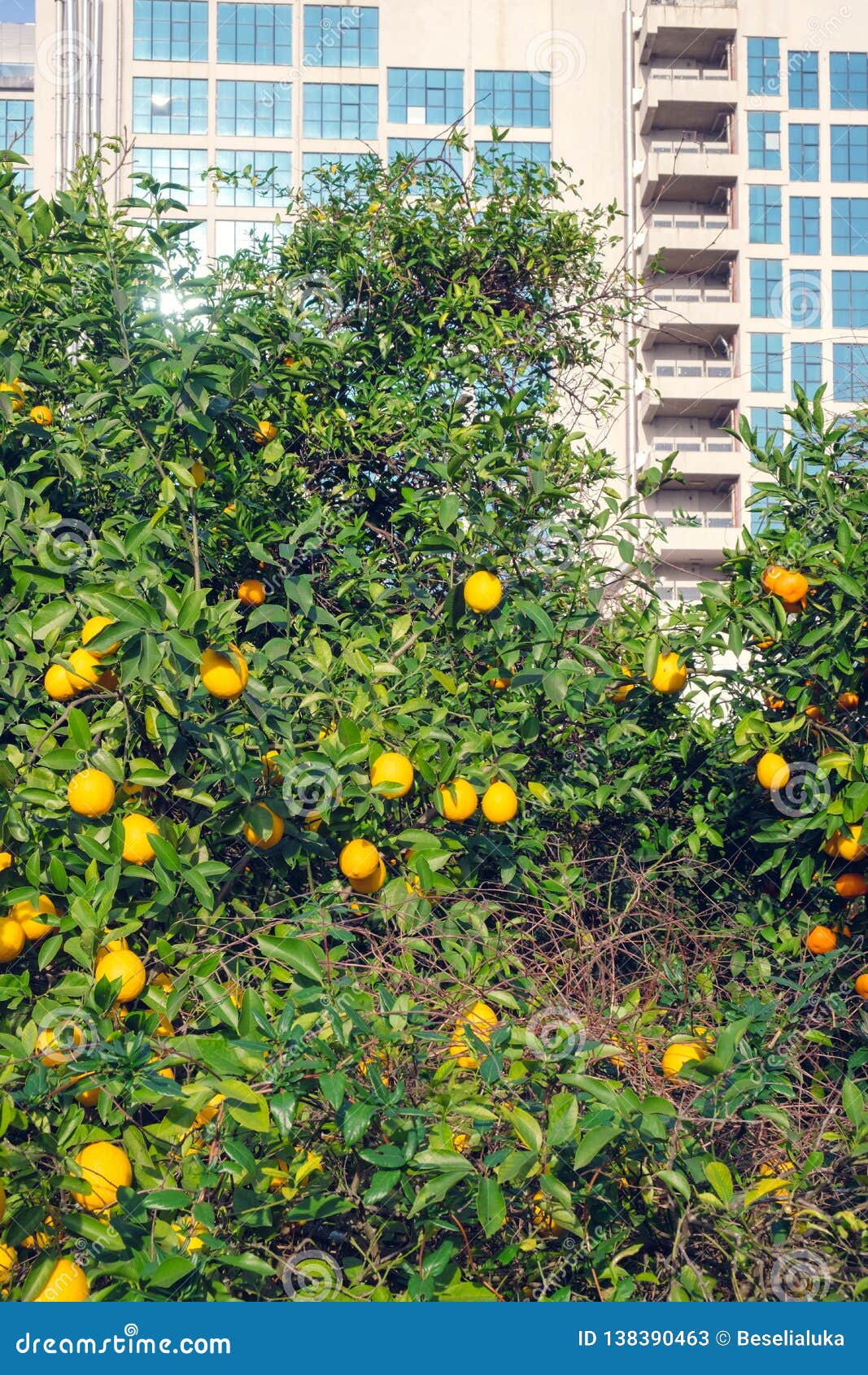 Branches of lemon tree stock image. Image of garden - 138390463