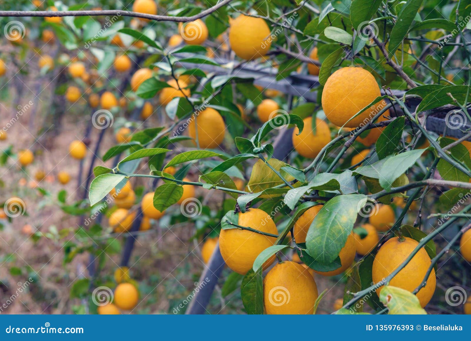 Branches of lemon tree stock image. Image of bright - 135976393