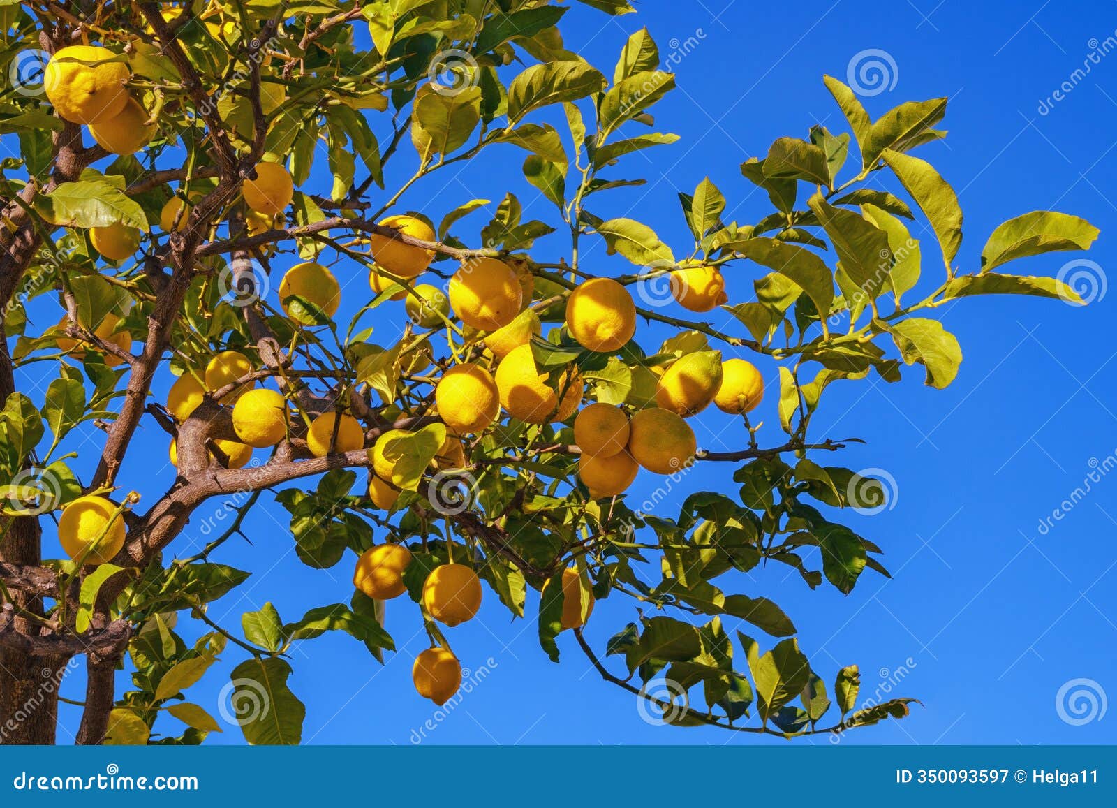 Branches of Lemon Tree with Ripe Fruit Stock Image - Image of gardening ...
