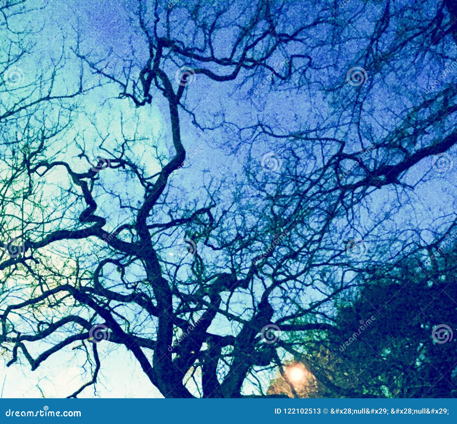 Branches of life stock image. Image of branches, life - 122102513