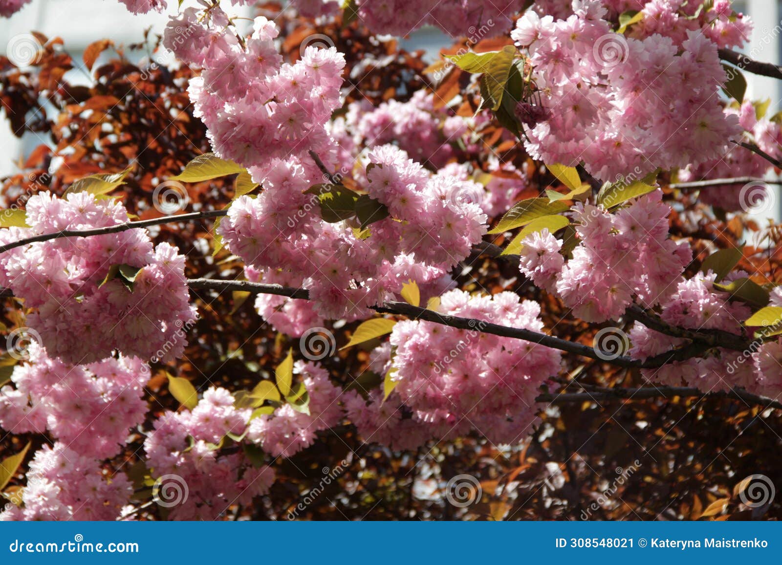 Branches of Light Pink Cherry Tree (sakura) in Full Bloom Illuminated ...