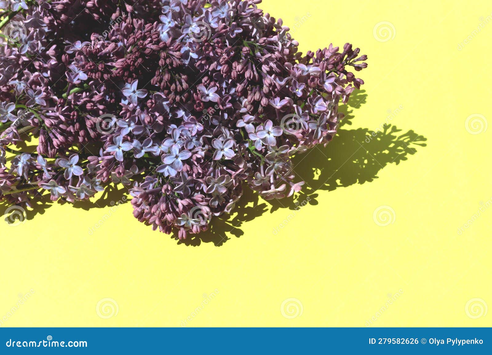 A Branches of Lilacs on Yellow Background with a Shadows. Natural ...