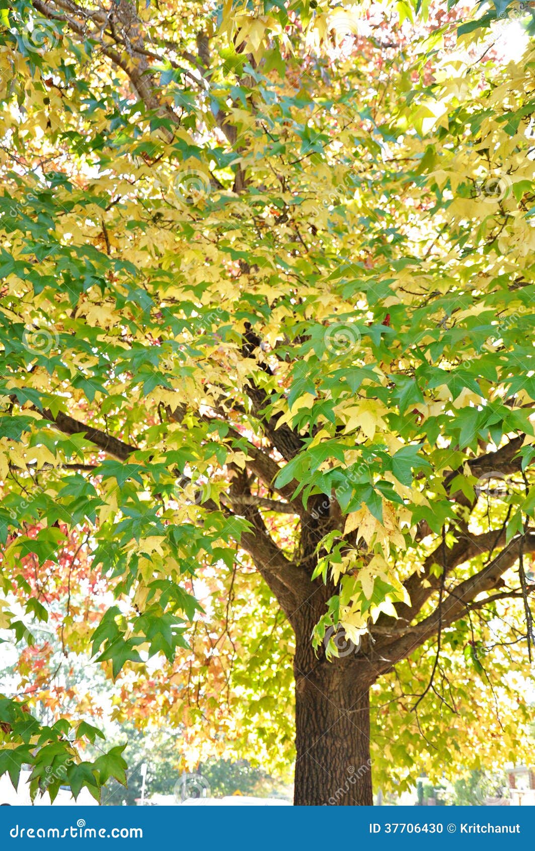 Branches of Liquid Amber Tree Stock Photo - Image of environment ...