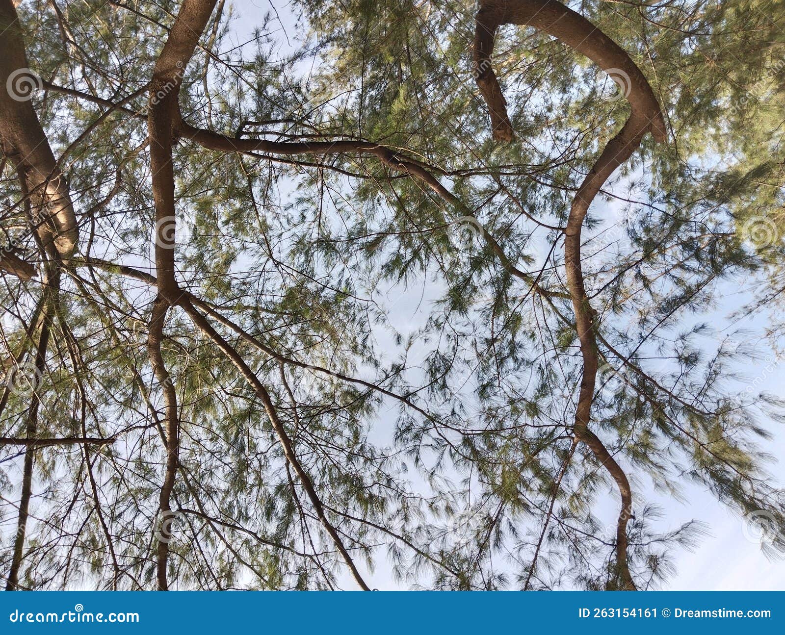 Branches with a Little Light before the Blue Sky Stock Image - Image of ...