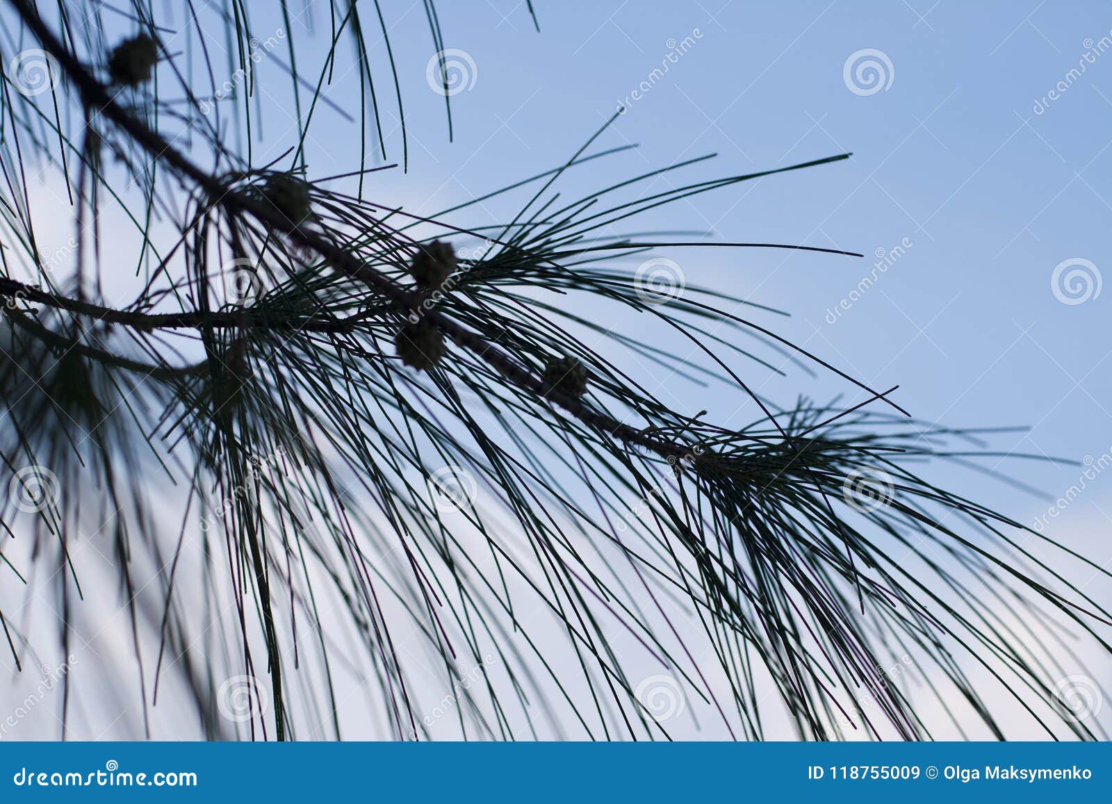 Branches with Long Needles of a Pine Tree Against Blue Cloudy Sky ...