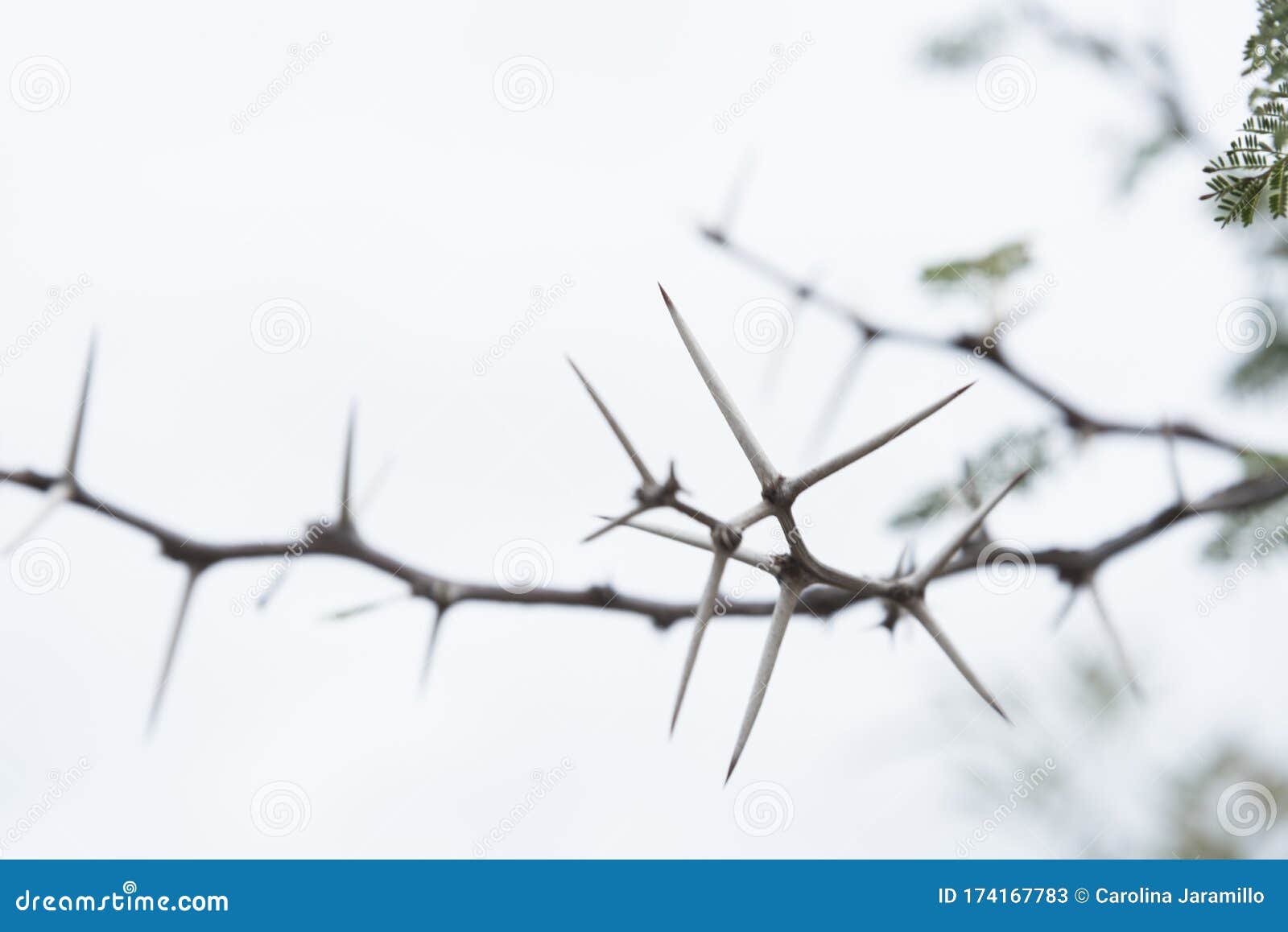 Branches with Long Pointed Thorns Stock Image - Image of protection ...
